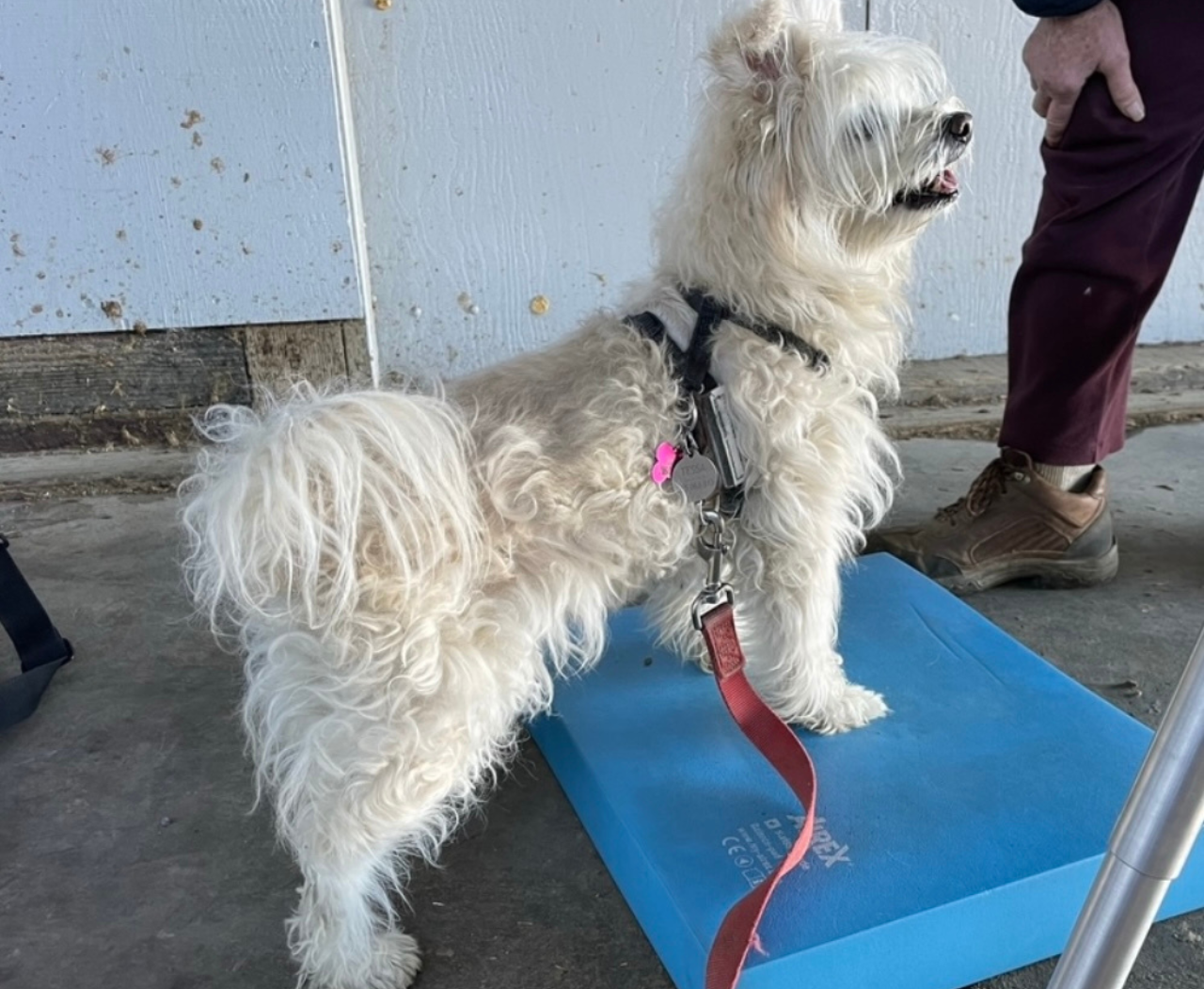 Canine Physical Therapy - Being In Balance Physical Therapy